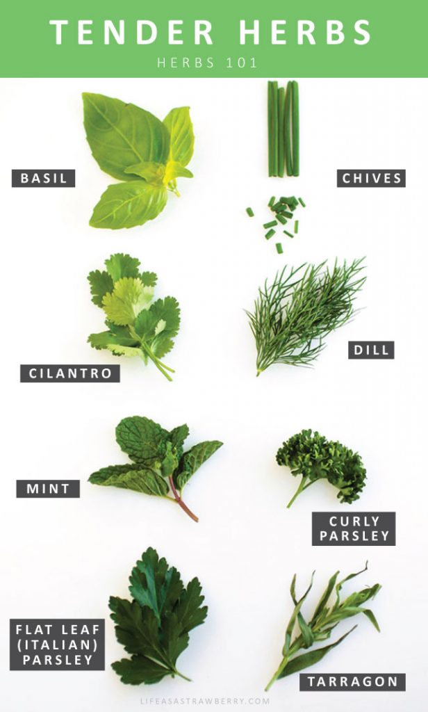 Fresh Herbs 101